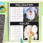 Hands-On Pollination Activities for Elementary Science - Priceless ...